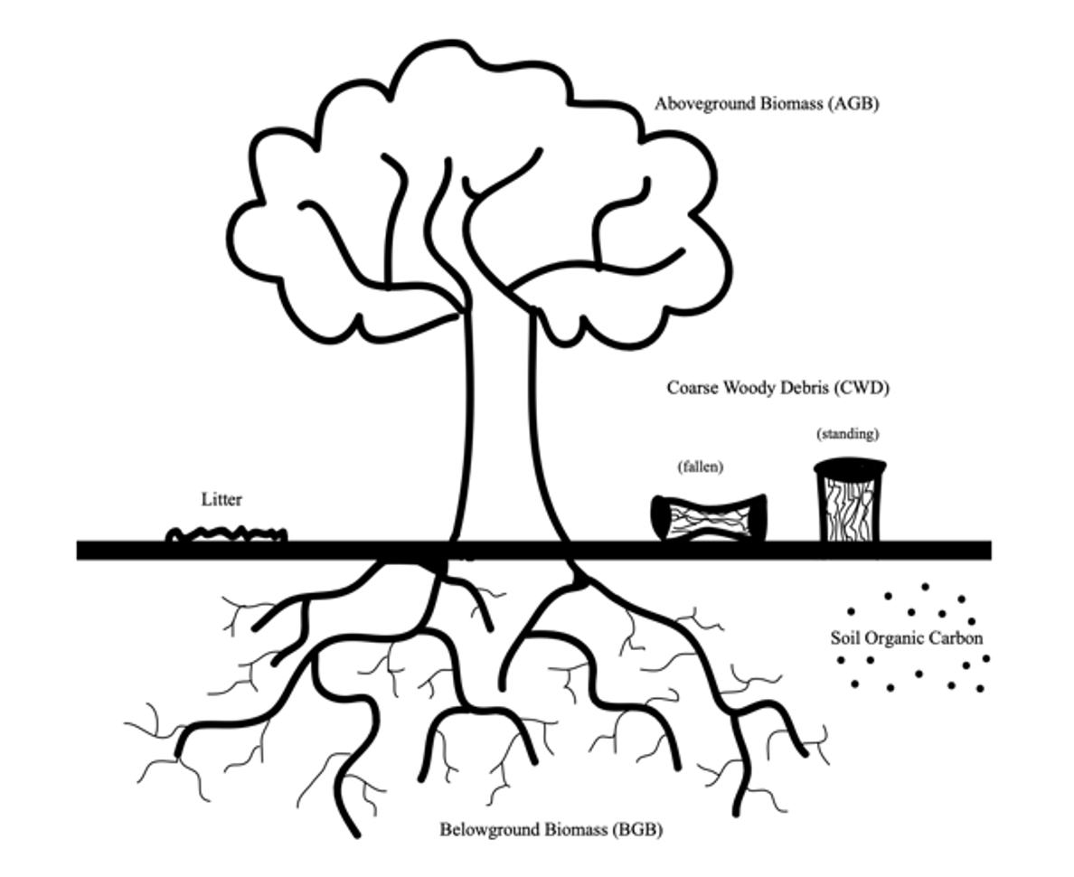 How to calculate CO2 sequestration - EcoMatcher