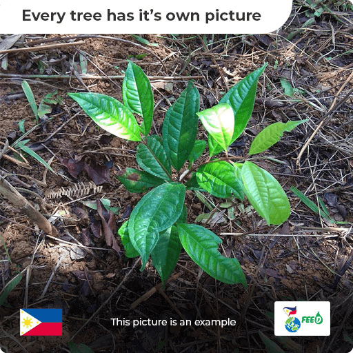 Trees in the Philippines - EcoMatcher