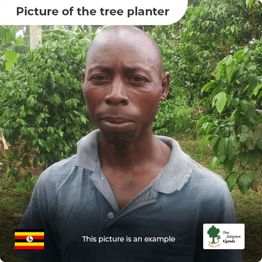 Trees in Uganda - EcoMatcher