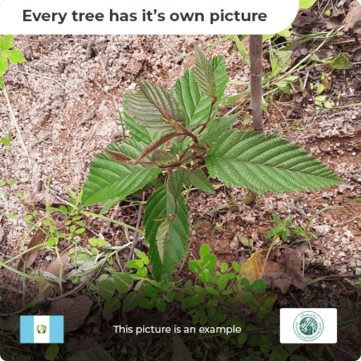 Trees in Guatemala - EcoMatcher