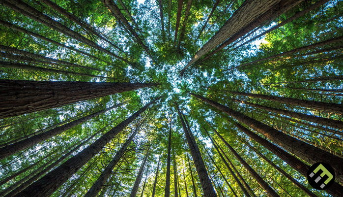 Why Businesses Need to Support Reforestation - EcoMatcher