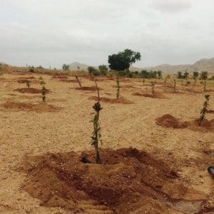 Say Trees - EcoMatcher