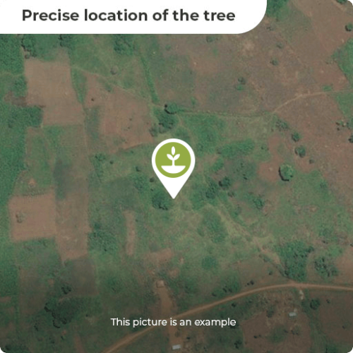 Trees in the Philippines | EcoMatcher