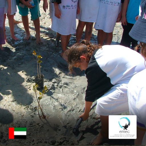 Trees in UAE - EcoMatcher