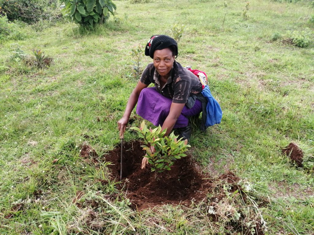 Trees for Kenya - EcoMatcher