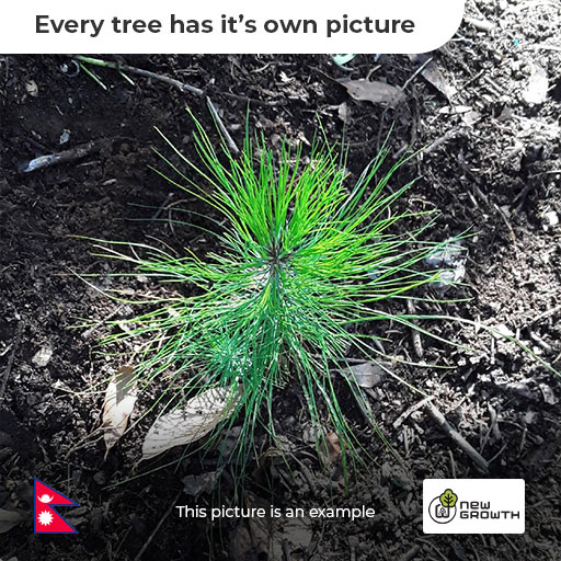 Trees in Nepal - EcoMatcher