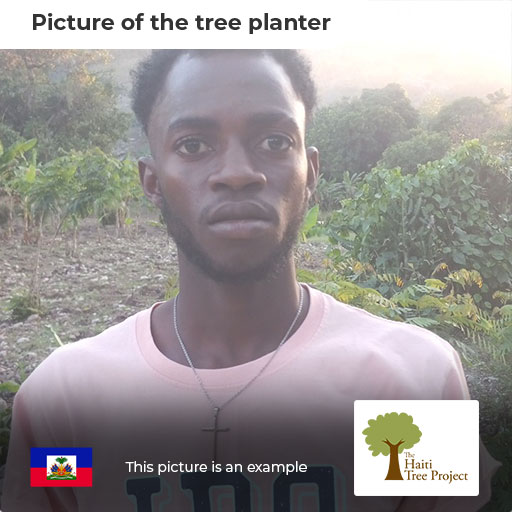 Trees in Haiti - EcoMatcher