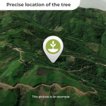 Trees in UAE - EcoMatcher