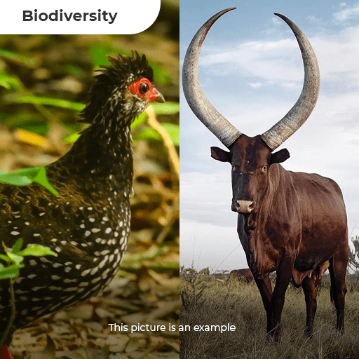 Trees in Uganda - EcoMatcher