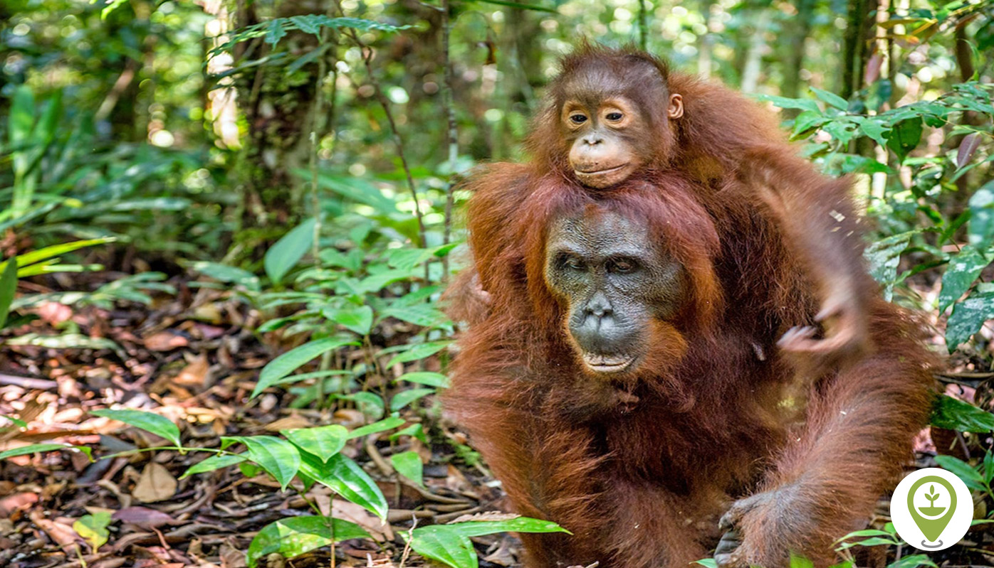 EcoMatcher and Regrow Borneo announce partnership to tackle ...