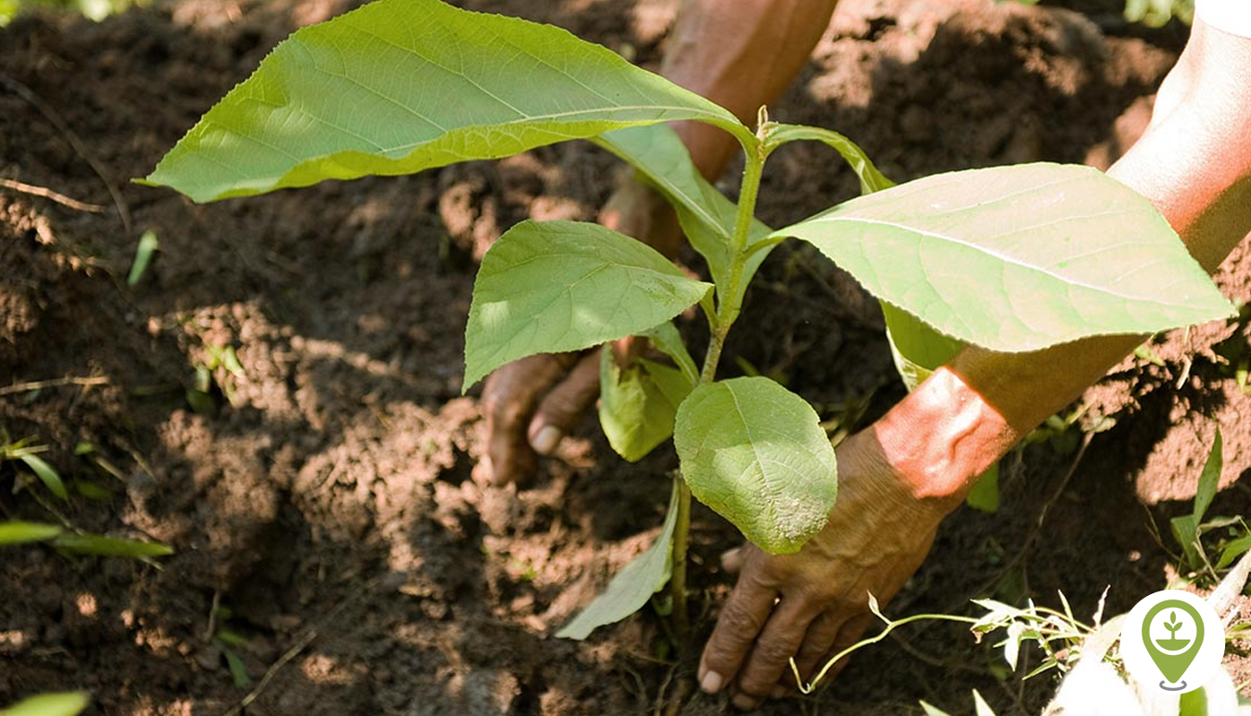 Why Partner with a Tree Planting Business - EcoMatcher