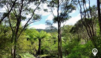 Native vs non-native trees: all you need to know - EcoMatcher