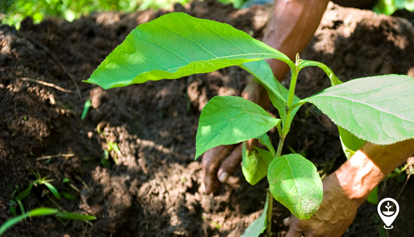 Planting for the Future: A Guide to Tree Planting - EcoMatcher