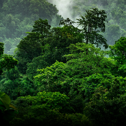 Integrating tree-planting into your business - EcoMatcher