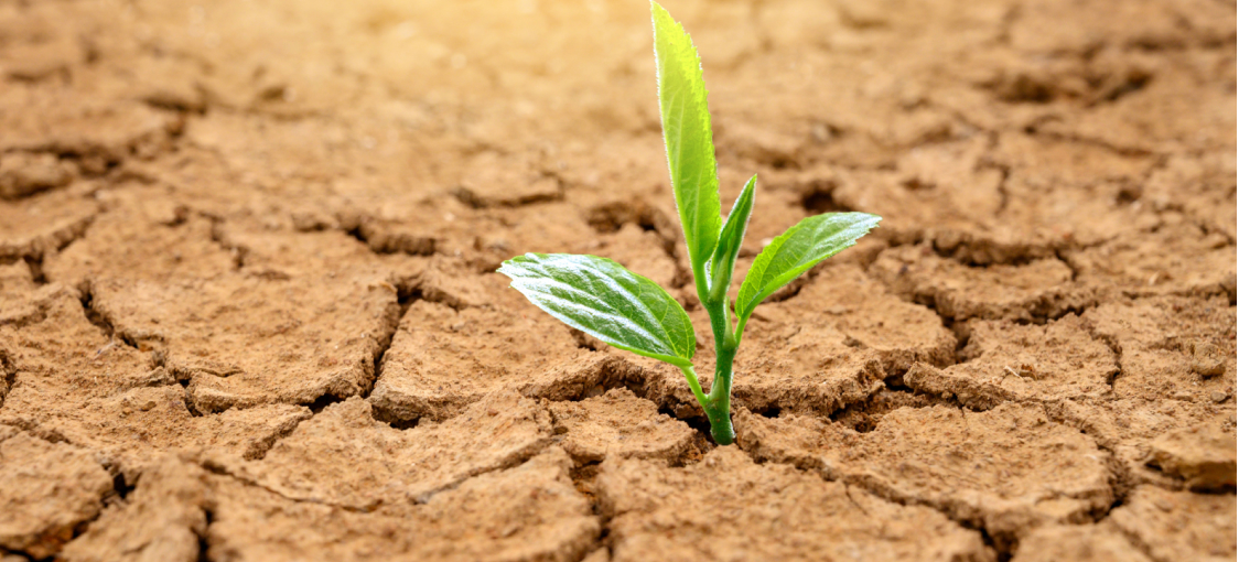 Why Trees Are Important - EcoMatcher