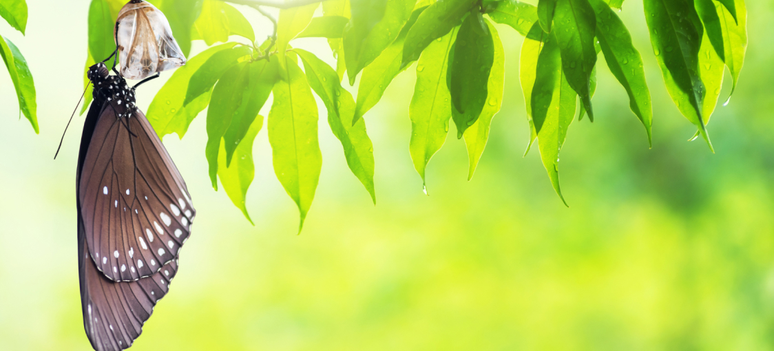 Why Trees Are Important - EcoMatcher