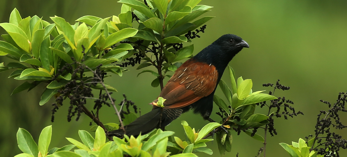 Why Trees Are Important - EcoMatcher